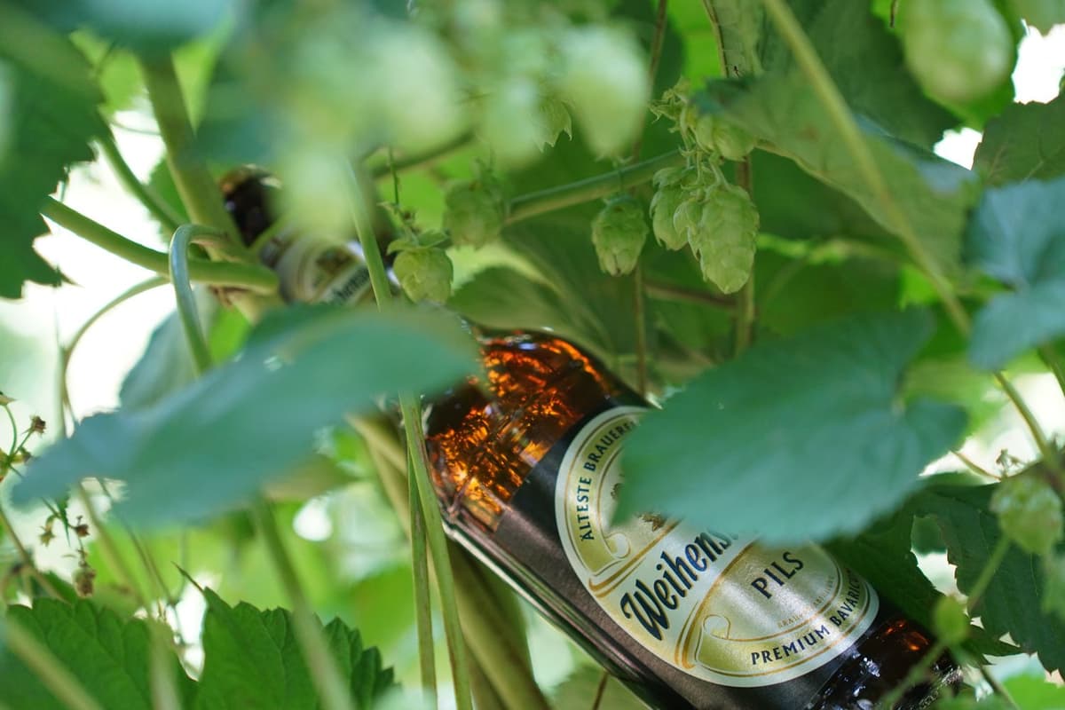 Dr. Know: Why are hops in beer?